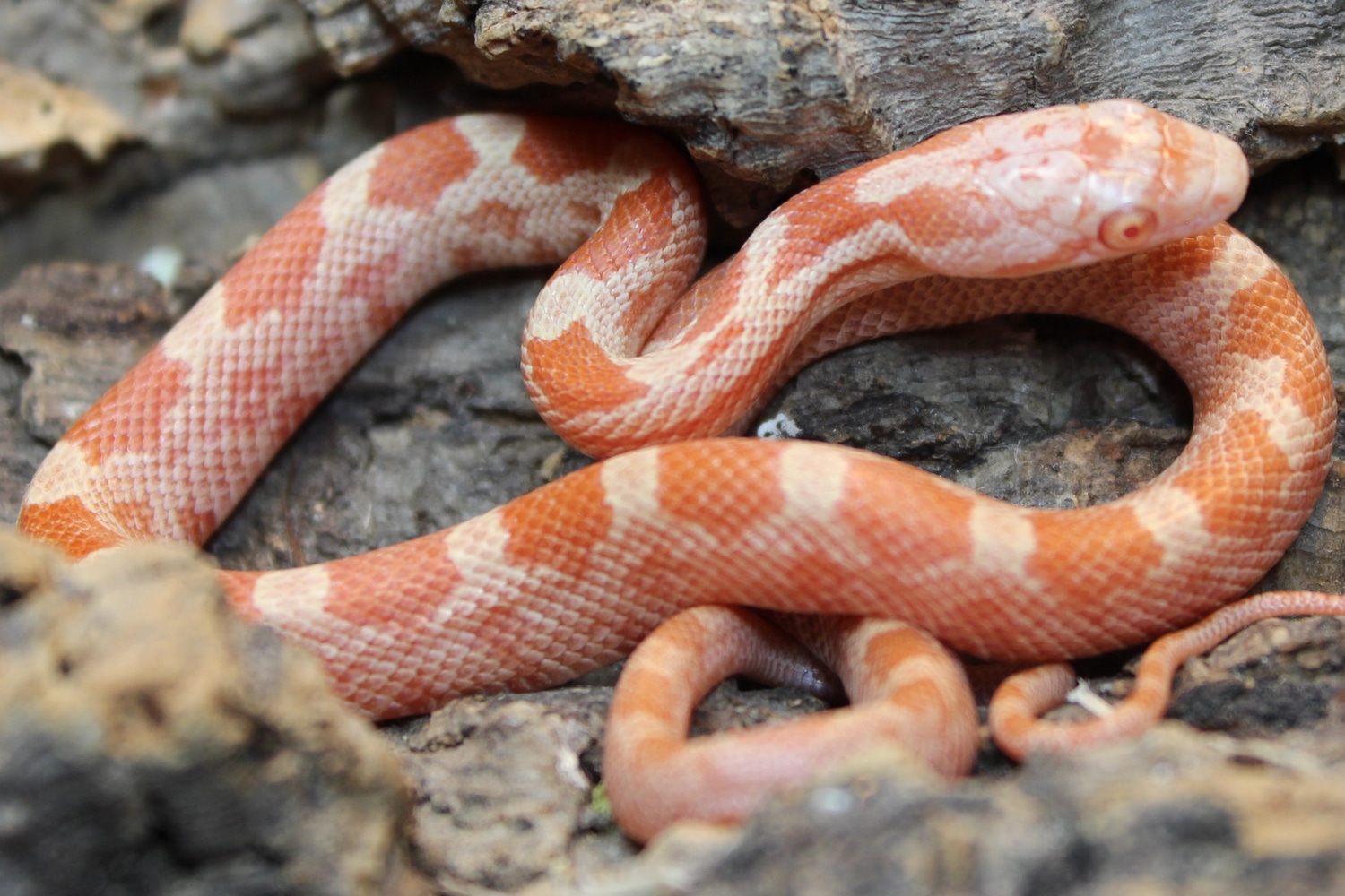 Albino Brindle Black Western Rat Snake by Metazotics - MorphMarket