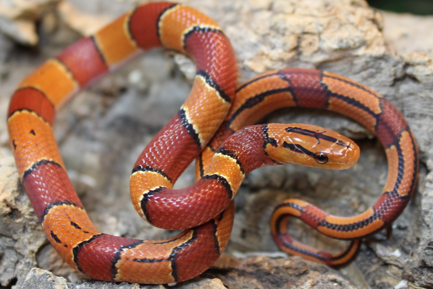 Banded (Laticinctus) Bamboo Rat Snake by Metazotics - MorphMarket