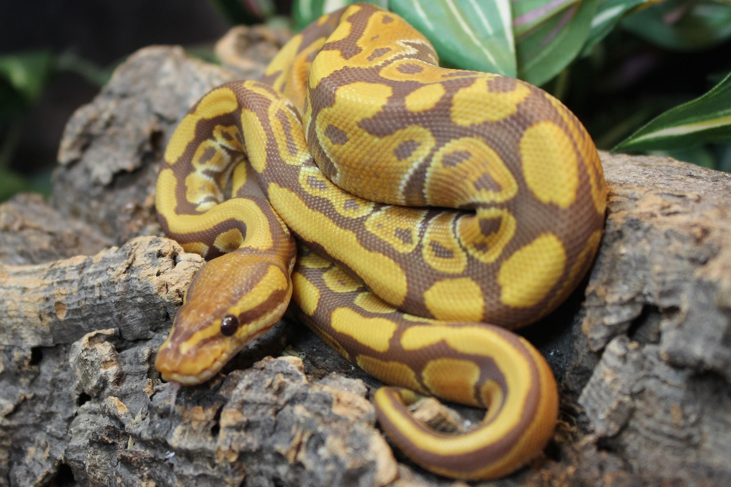 Ultramel Ball Python by Osborne Reptiles - MorphMarket