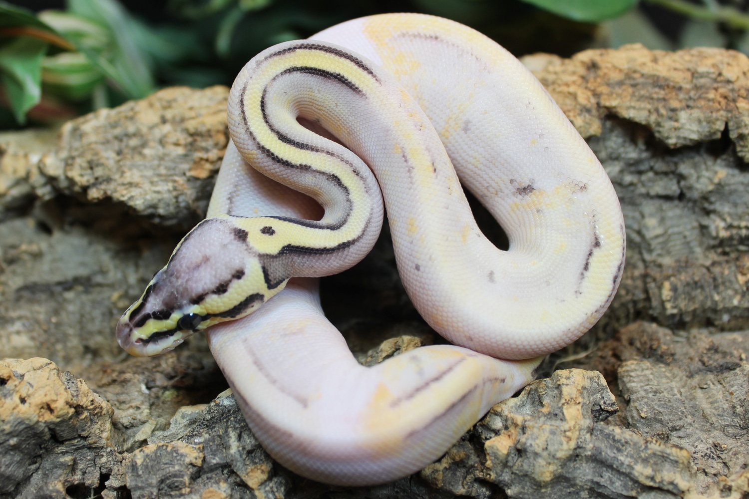 Sandblast Killer Piebald Ball Python by Osborne Reptiles - MorphMarket