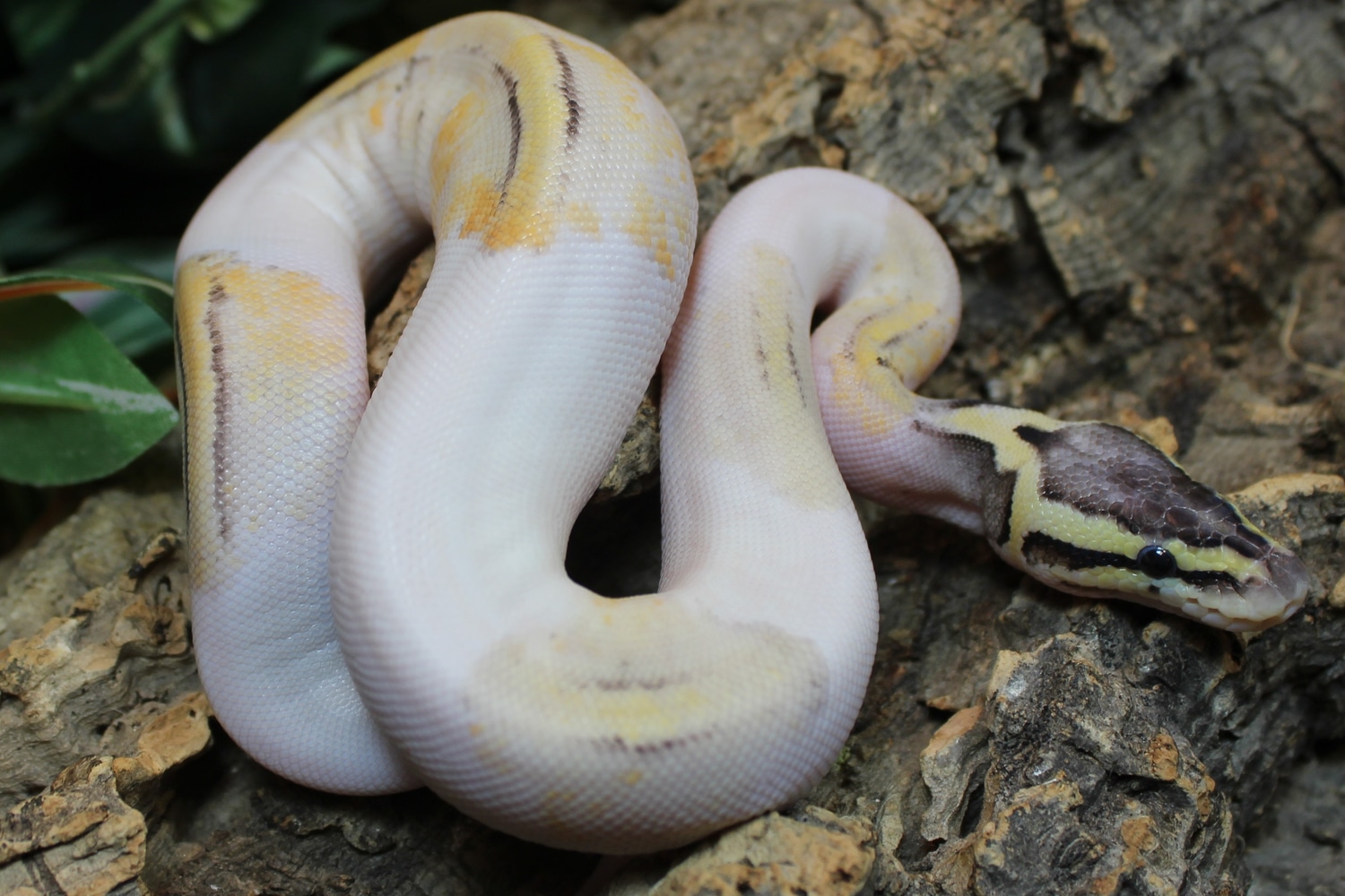 Sandblast Killer Pied Ball Python by Osborne Reptiles - MorphMarket