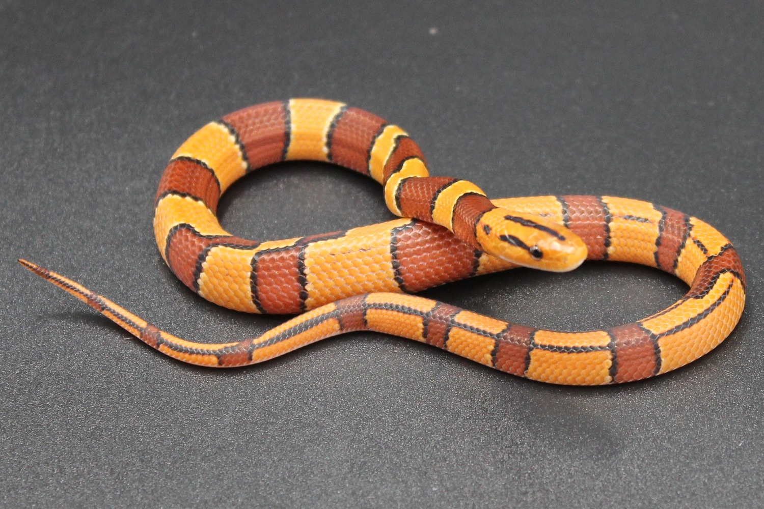 Banded (Laticinctus) Bamboo Rat Snake by Metazotics - MorphMarket