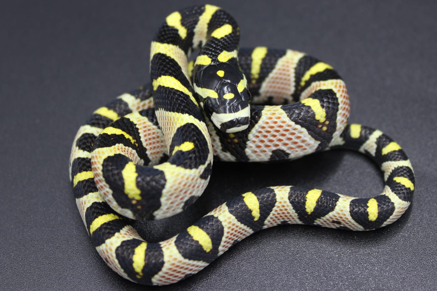 Axanthic Vietnamese Mandarin Rat Snake by Metazotics - MorphMarket