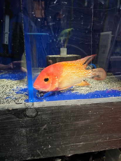 Synspilum X Super Red Texas New World by Queen City Cichlids