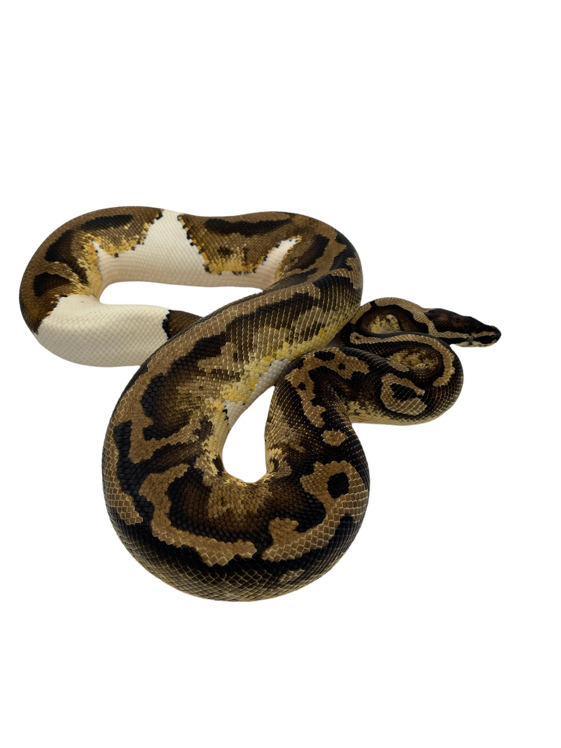 Pastel Emoji Piebald Breeder Male Ball Python by Basement Pythons ...