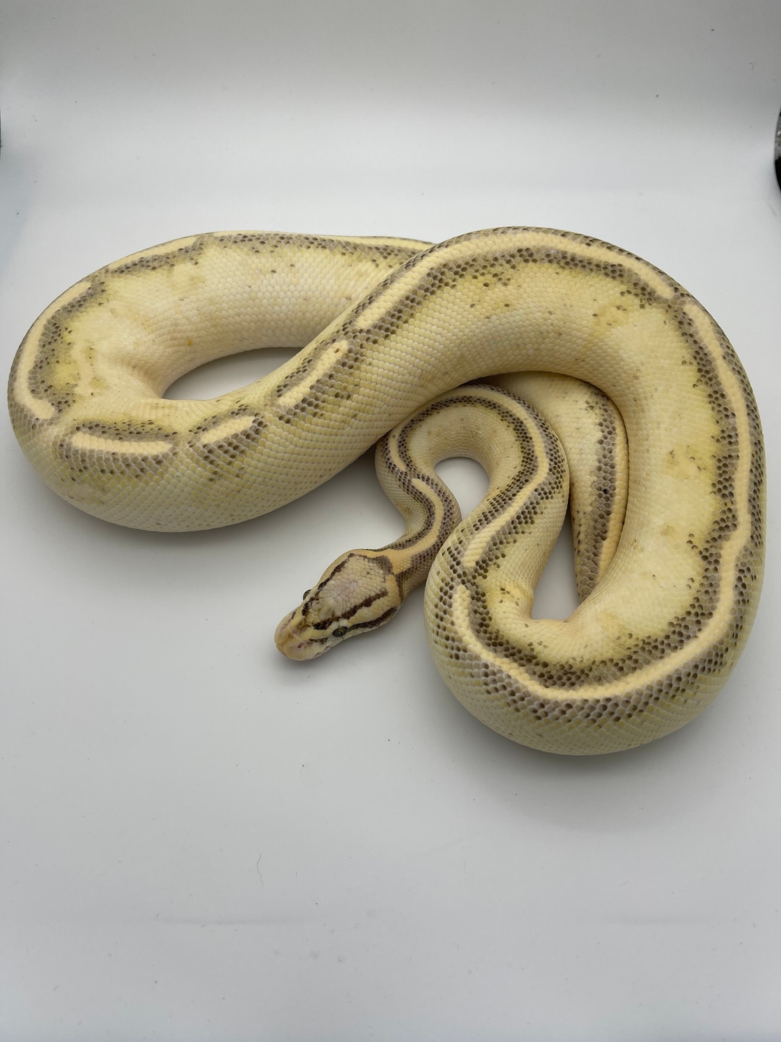 Pastel Highway Ball Python by Basement Pythons - MorphMarket