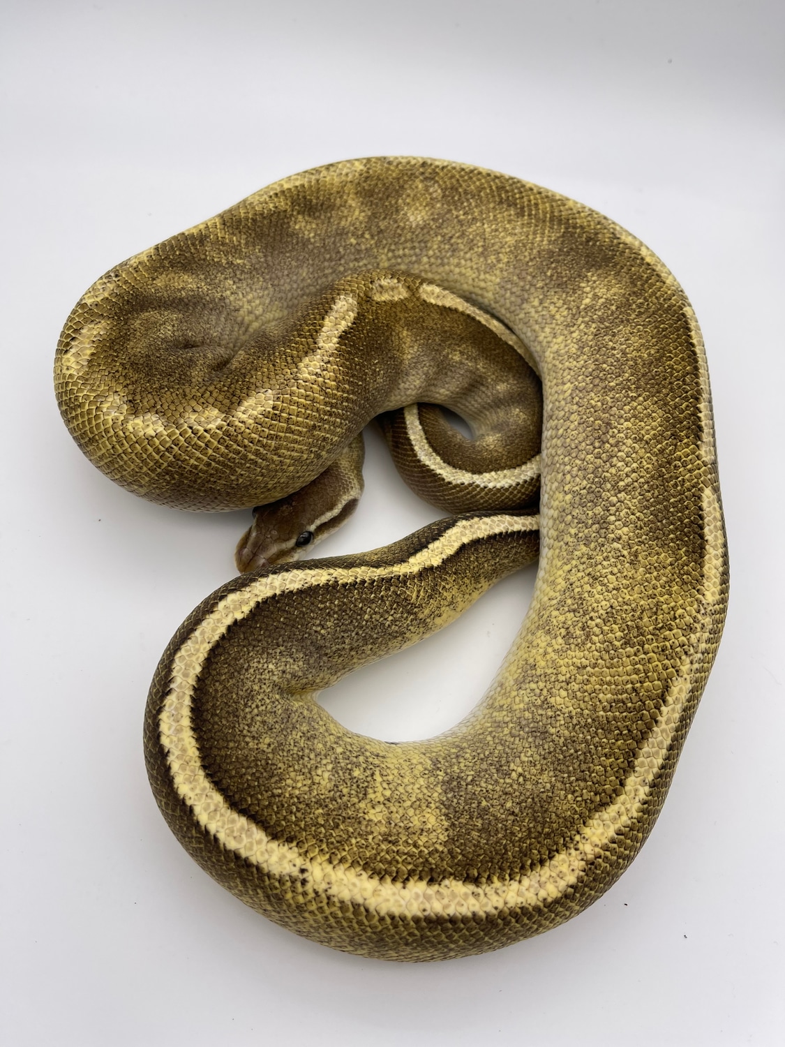 GHI Pastel Cinnamon Possible Sauce Ball Python by Basement Pythons ...