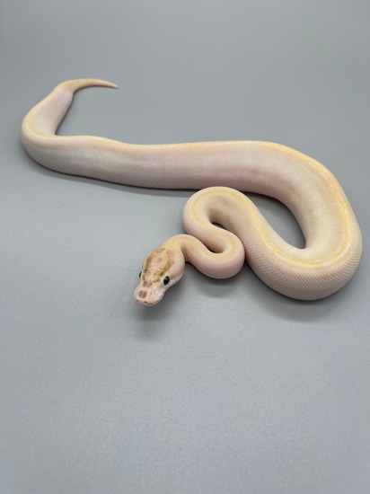 Female Orange Dream Ivory 66% Het Ultramel 50% Het Clown Ball Python by ...