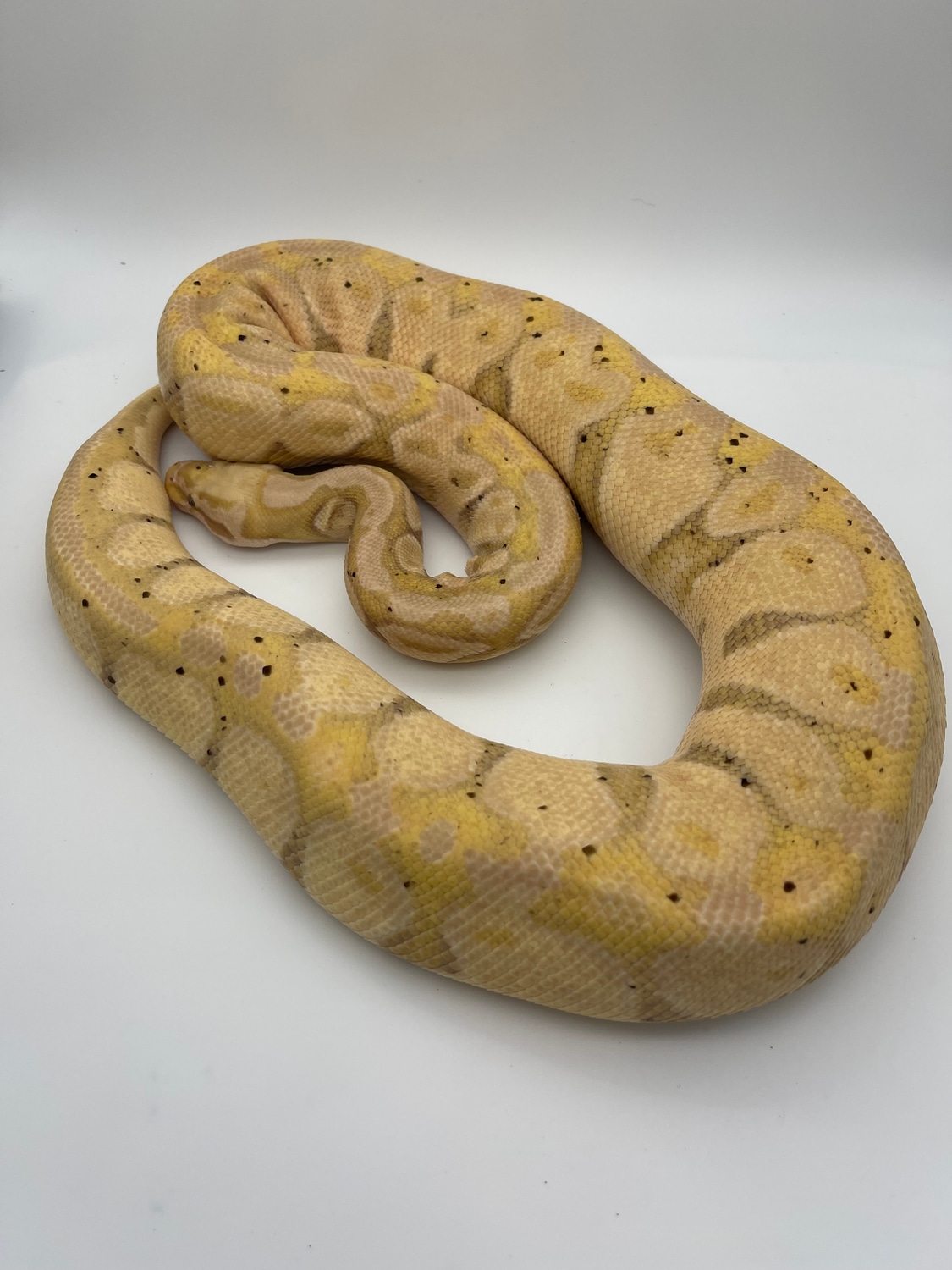 Pastel Banana Yellowbelly Ball Python by Basement Pythons - MorphMarket