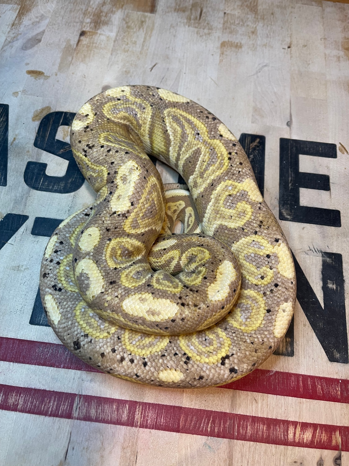 Coral Glow Black Pastel Ball Python by Basement Pythons - MorphMarket
