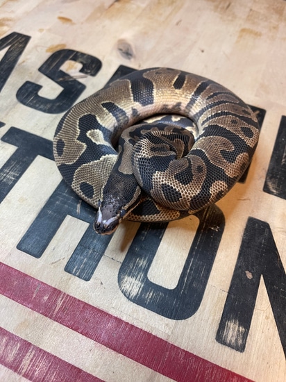 Scaleless Head Yellowbelly/gravel 50% Het Vpi Axanthic Ball Python by Basement Pythons
