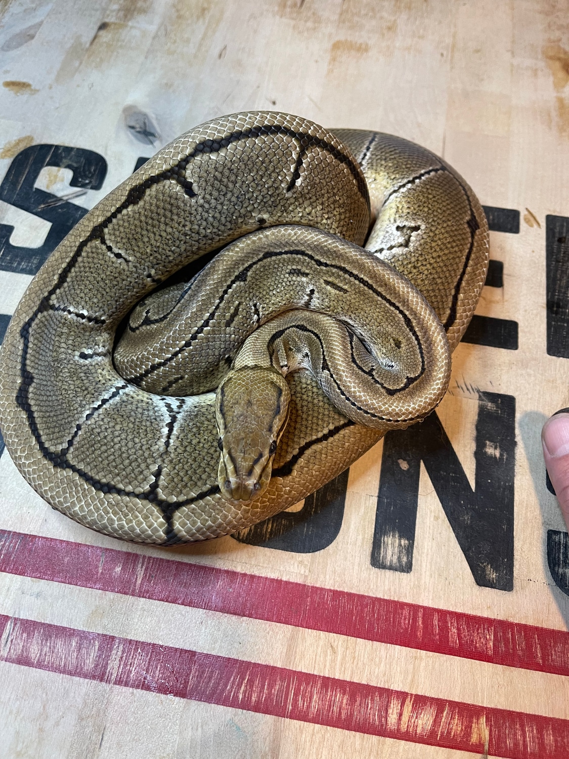 Pinstripe Fire/vanilla Ball Python by Basement Pythons - MorphMarket