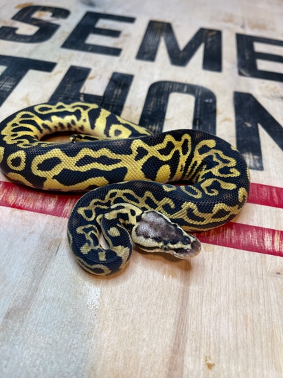 *NO RESERVE* 1.2 Highway Clown + Maker Combo Ball Python by Basement ...