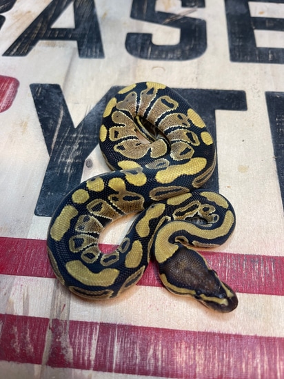 Het Clown Ball Python by Basement Pythons