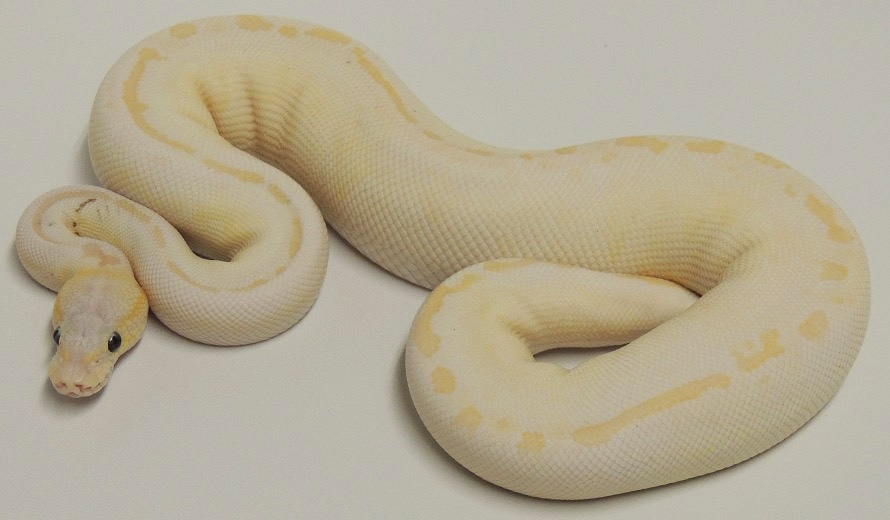 Cinnamon Super Special Ball Python by Basically Boas - MorphMarket
