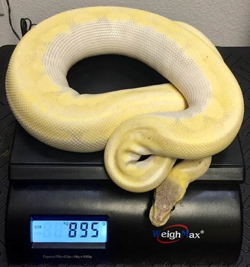 Cinnamon Super Mojave Ball Python by Basically Boas