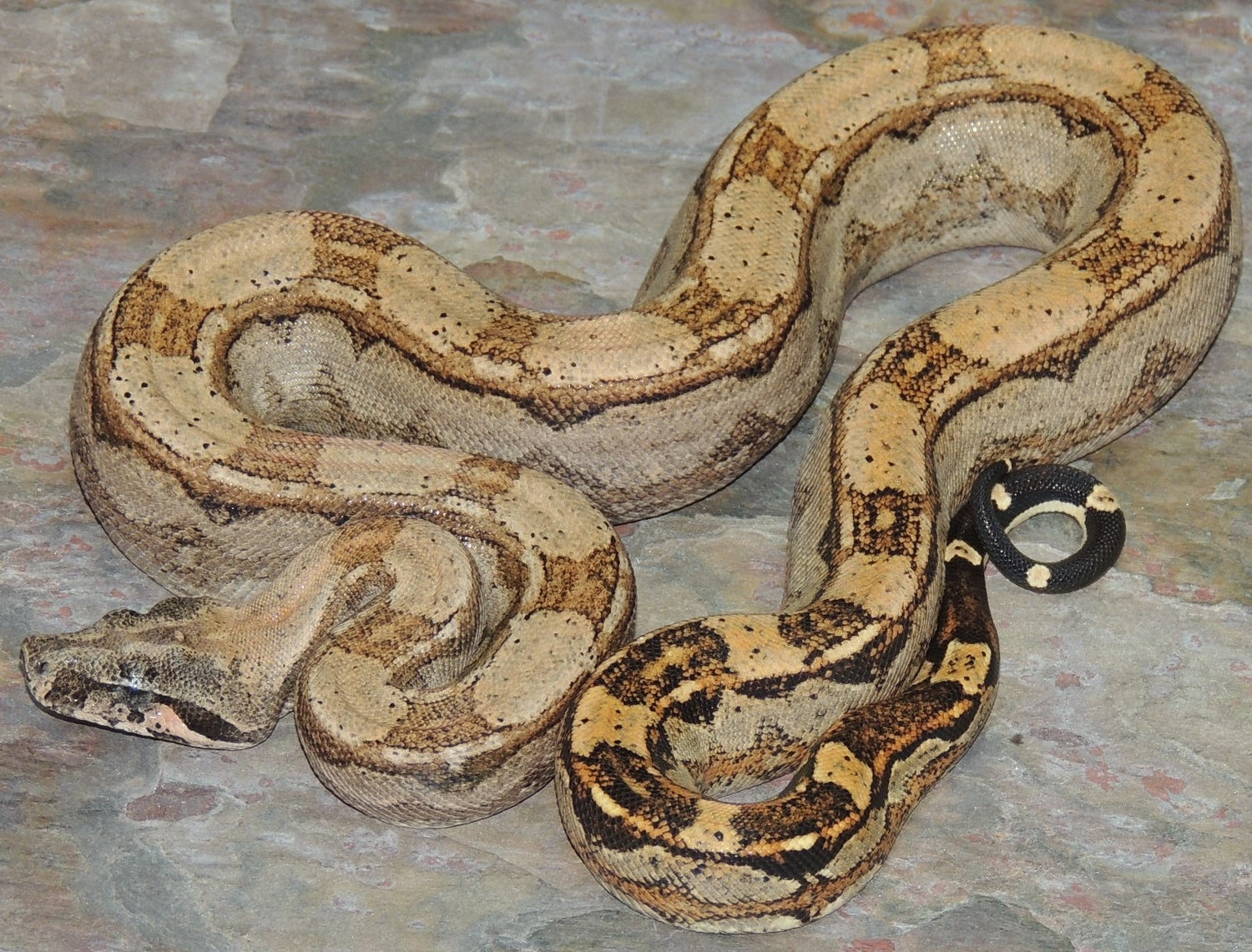 Arabesque 100% DH Kahl Blizzard Boa Constrictor by Basically Boas ...