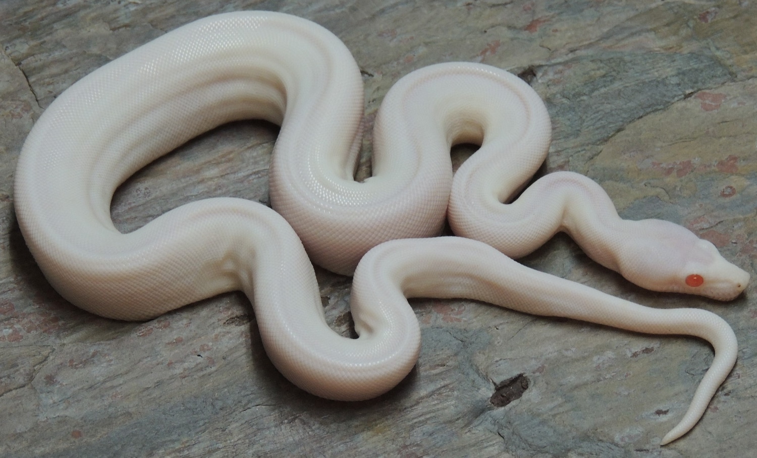 Super Hypo Sharp Blizzard Boa Constrictor by Basically Boas - MorphMarket
