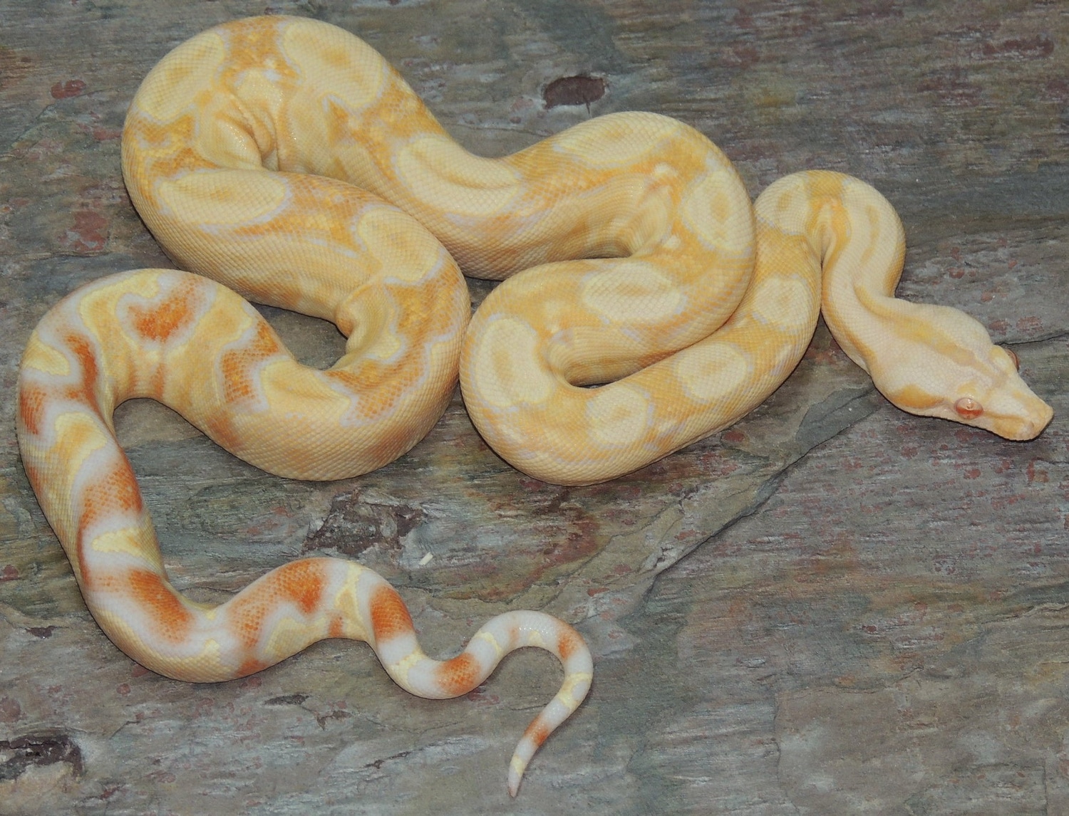 Sharp Albino 66% Poss Het RDR BEA Boa Constrictor by Basically Boas ...