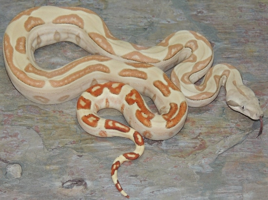Hypo Labyrinth 50% Poss DH Silver Bullet Sharp Snow Boa Constrictor by ...