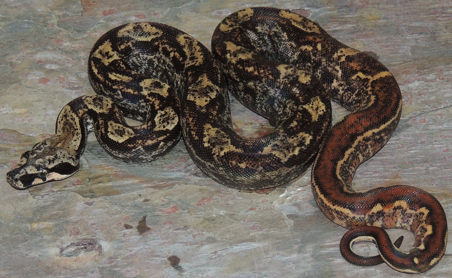 IMG Hypo CA Motley 66% Het RDR BEA Boa Constrictor by Basically Boas ...