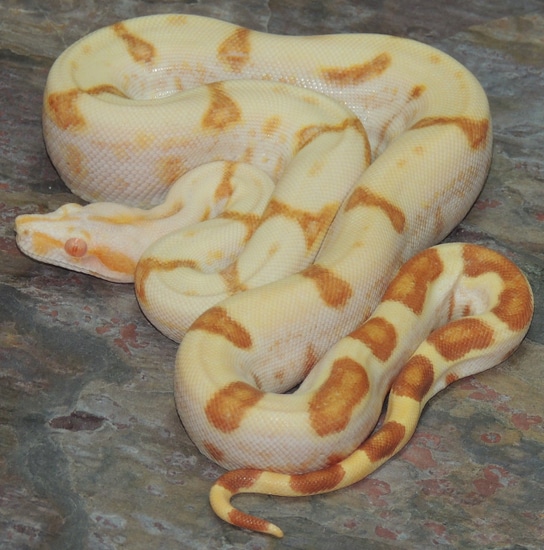 Sharp Super Sunglow 100% Het RDR BEA Boa Constrictor by Basically Boas