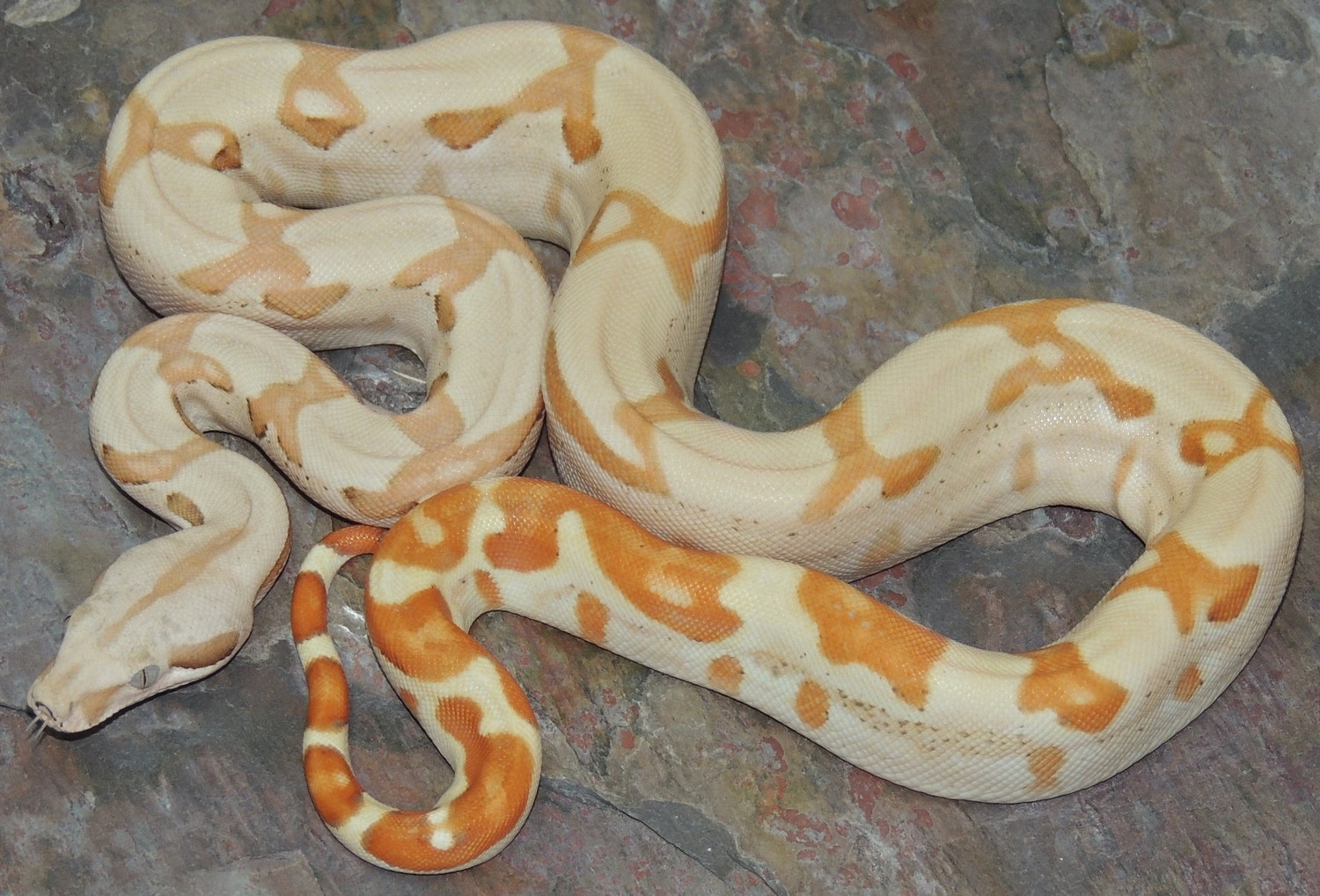 Paraglow Jungle 100% Het Anery Boa Constrictor by Basically Boas ...