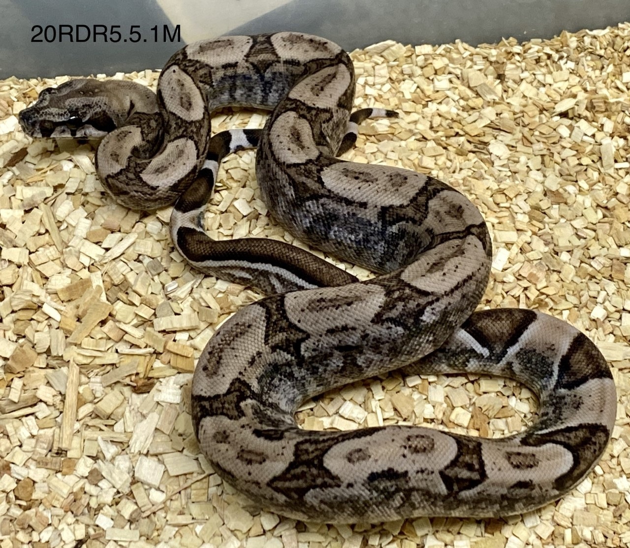 Ghost Devil Boa Constrictor by Basically Boas - MorphMarket