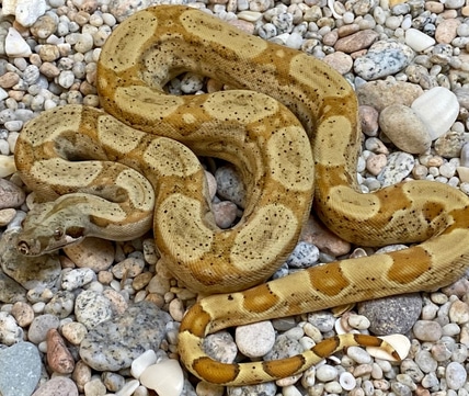 IMG Fire Diamond Motley 100% Het CA T+ Albino Boa Constrictor by ...