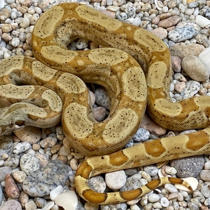 IMG Anery Motley 100% Het VPI Snow Boa Constrictor by Basically Boas ...