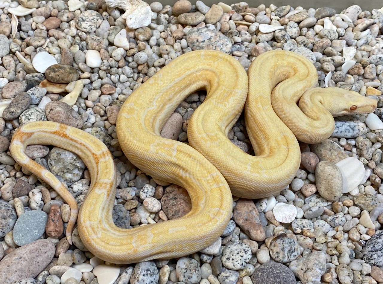 Sharp Arabesque Boa Constrictor by Basically Boas - MorphMarket