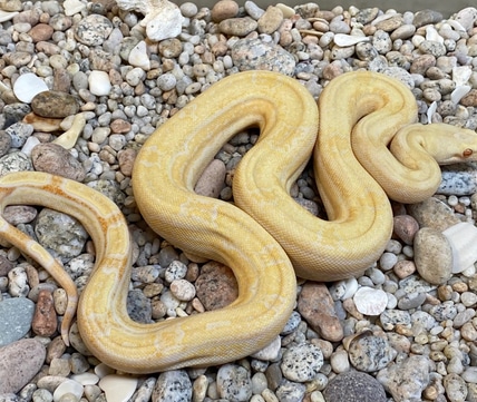 IMG Anery Motley 100% Het VPI Snow Boa Constrictor by Basically Boas ...