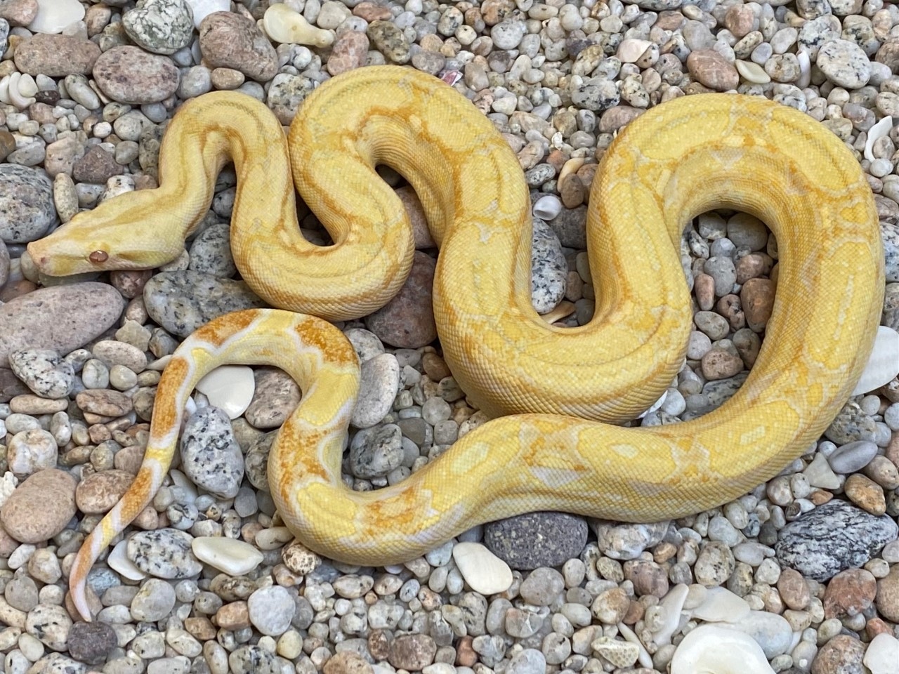 Sharp Arabesque Boa Constrictor by Basically Boas - MorphMarket