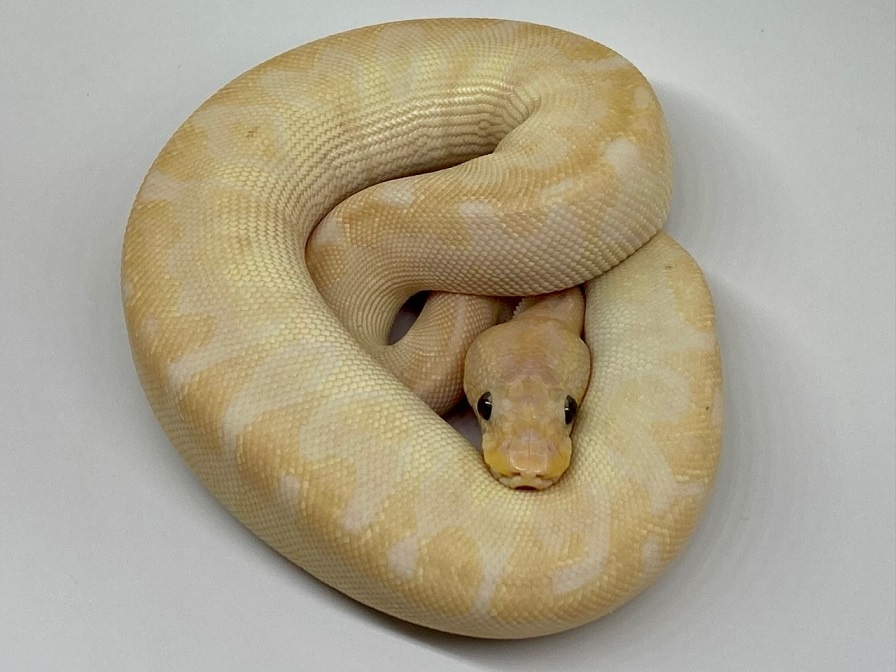 Super Special Ball Python by Basically Boas - MorphMarket