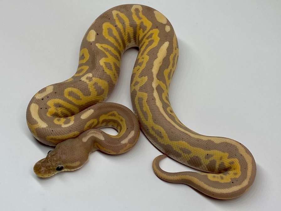Banana Cinnamon Poss Leopard Ball Python by Basically Boas - MorphMarket