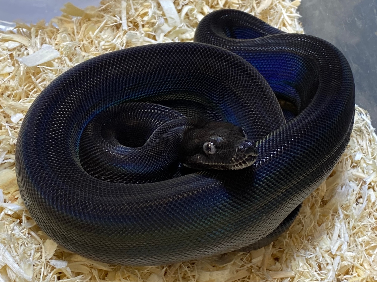 IMG Fire Diamond Motley 100% Het CA T+ Albino Boa Constrictor by ...
