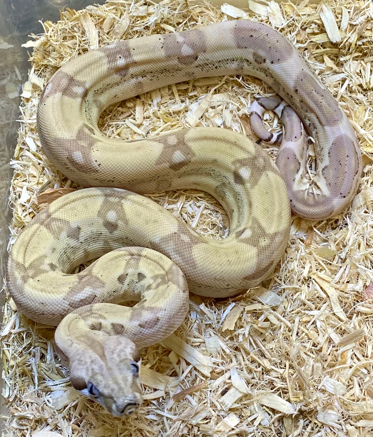 Arctic Glow Boa Constrictor by Basically Boas - MorphMarket