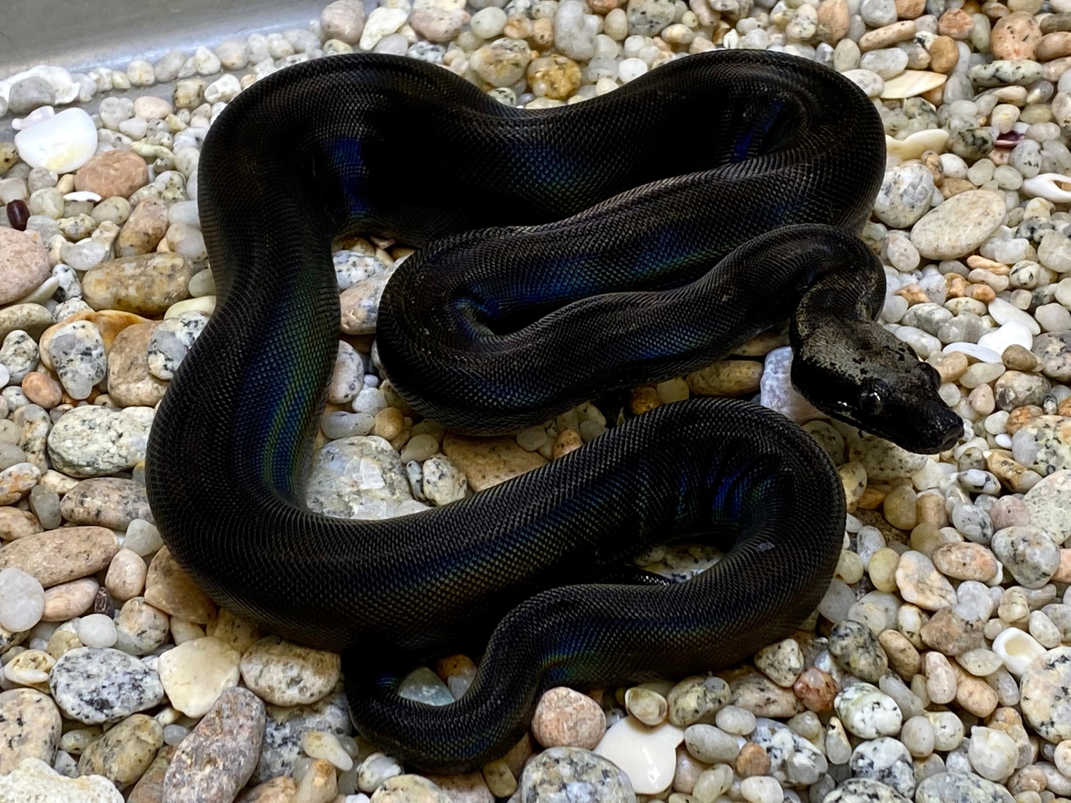 IMG Anery Motley 100% Het VPI Snow Boa Constrictor by Basically Boas ...