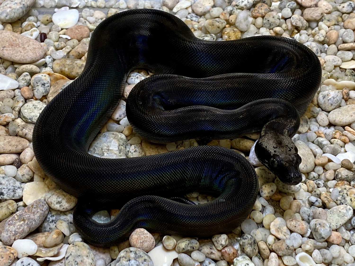 IMG Anery Motley 100% Het VPI Snow Boa Constrictor by Basically Boas ...