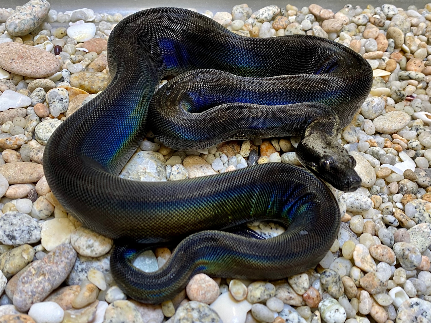 IMG Anery Motley 100% Het VPI Snow Boa Constrictor by Basically Boas - MorphMarket