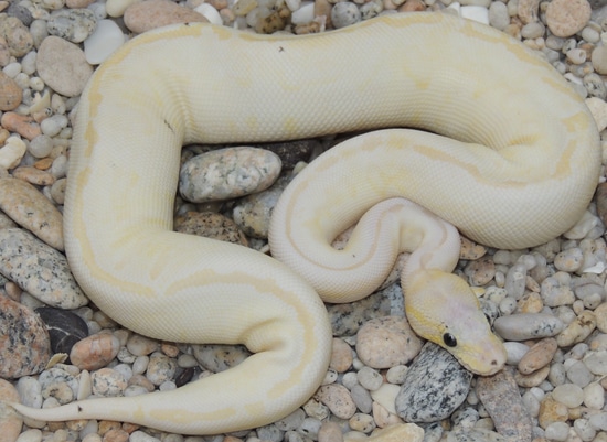 Cinnamon Super Special Ball Python by Basically Boas