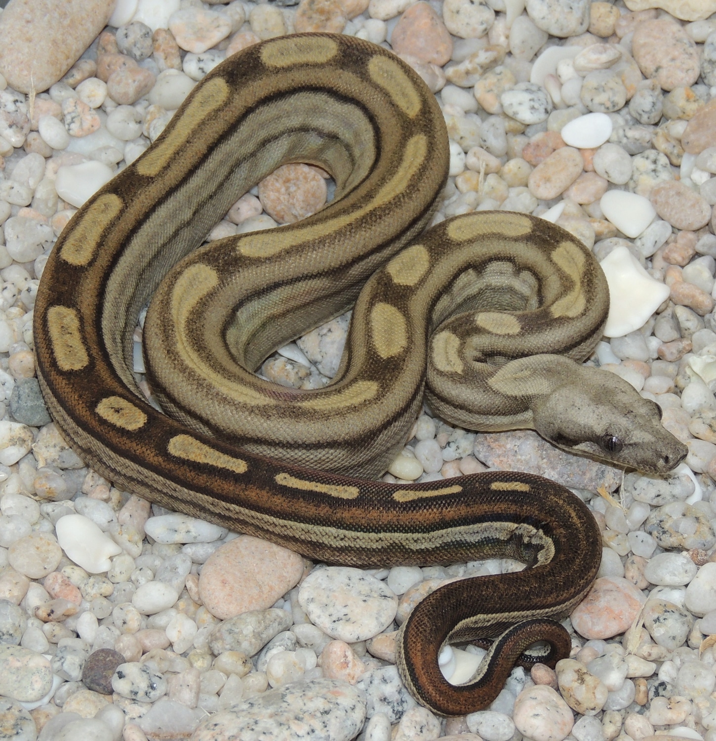 RLT Motley 100% Het VPI T+ Albino 66% Possible Het Anery Type 1, 50% ...