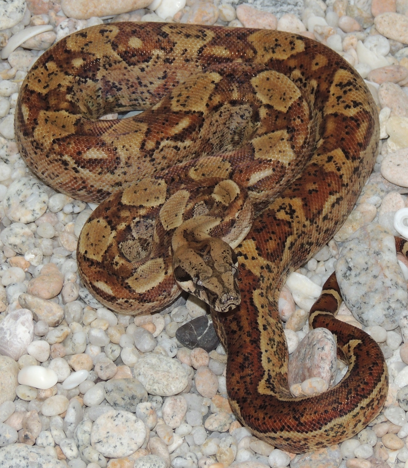 Hypo 100% Het Leopard Boa Constrictor by Basically Boas - MorphMarket