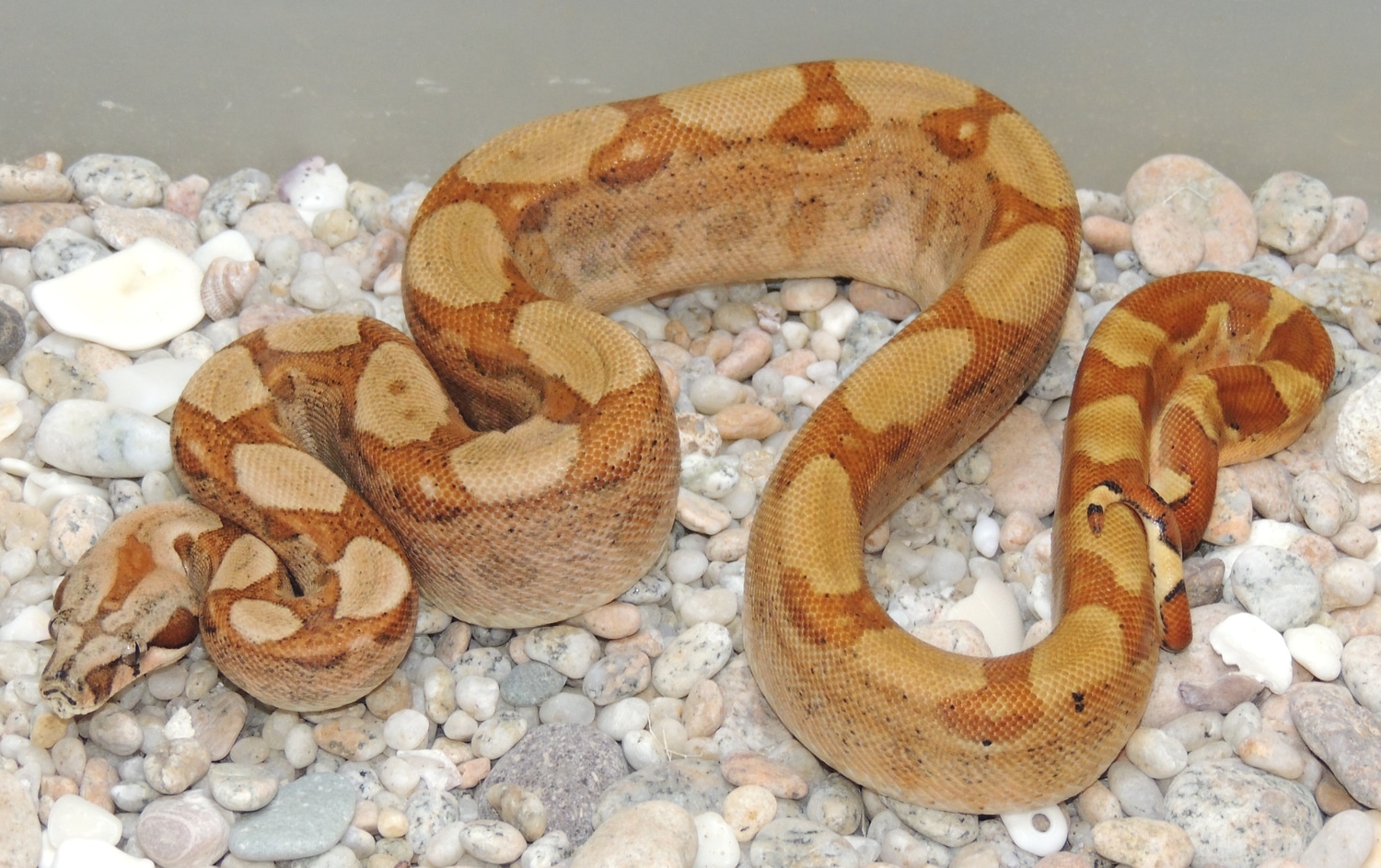 Possible Super Hypo 100% Het Sharp Albino 66% Het RDR BEA Boa ...