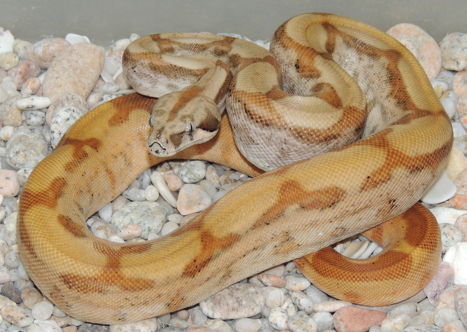 Possible Super Hypo 100% Het Sharp Albino 66% Het RDR BEA Boa Constrictor by Basically Boas ...