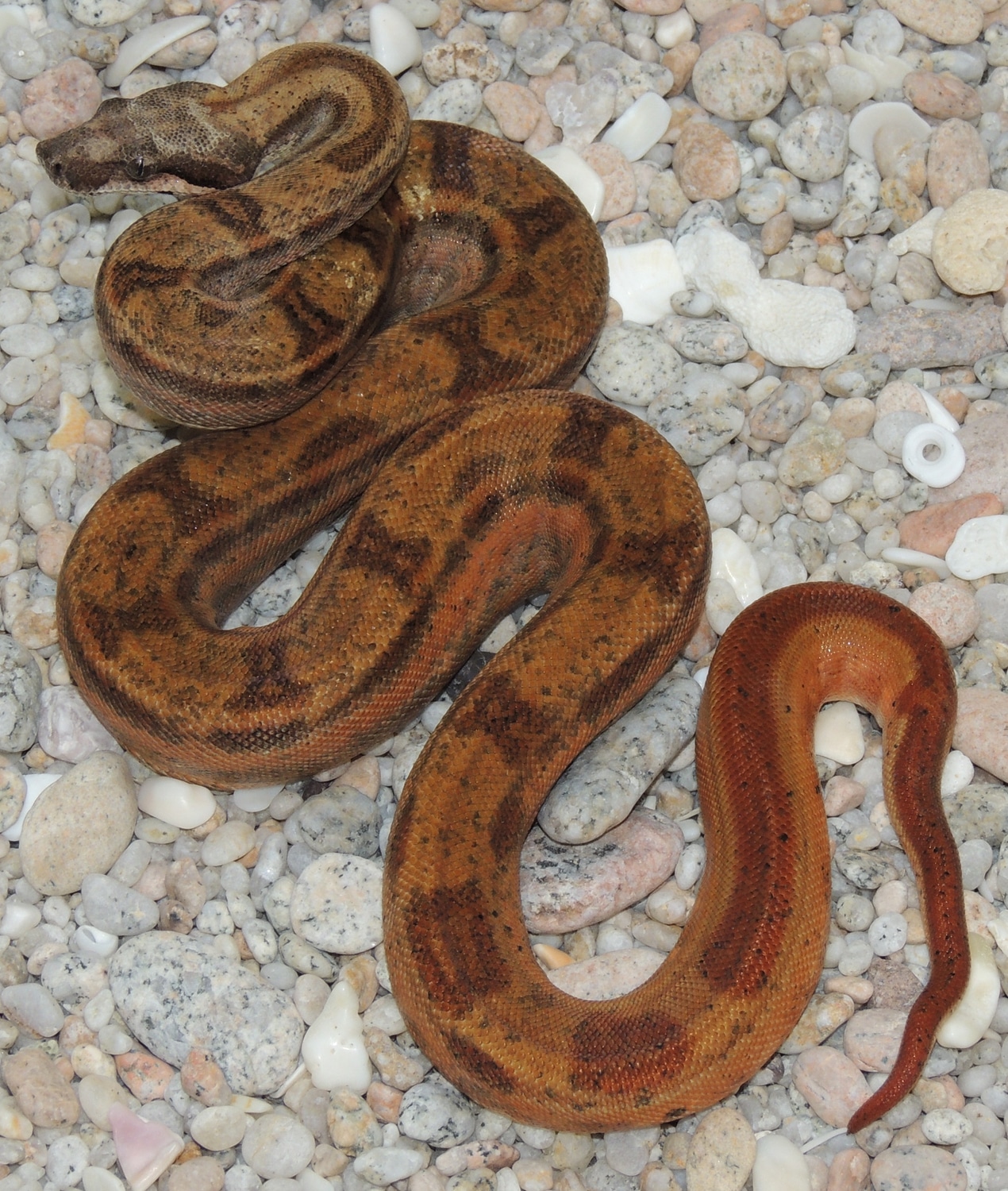 Hypo Motley 100% DH Striped Kahl Albino Boa Constrictor by Basically ...