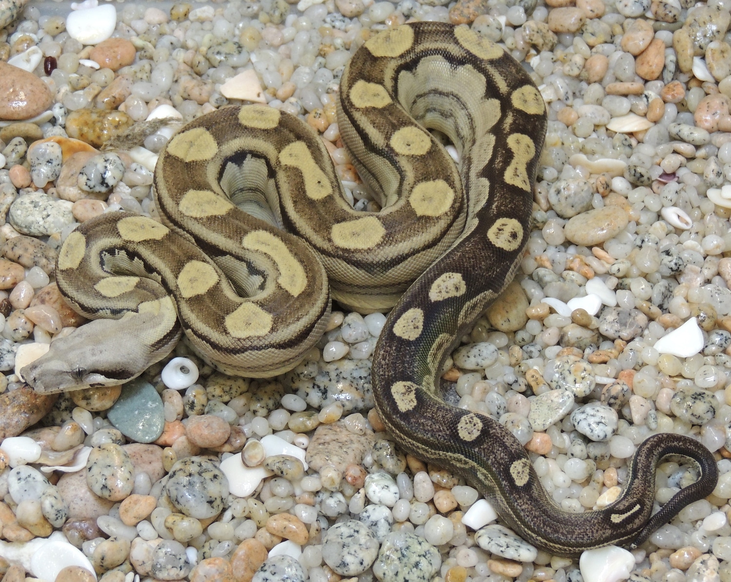Female Anery Motley 100% Het VPI T+ Albino Boa Constrictor by Basically ...