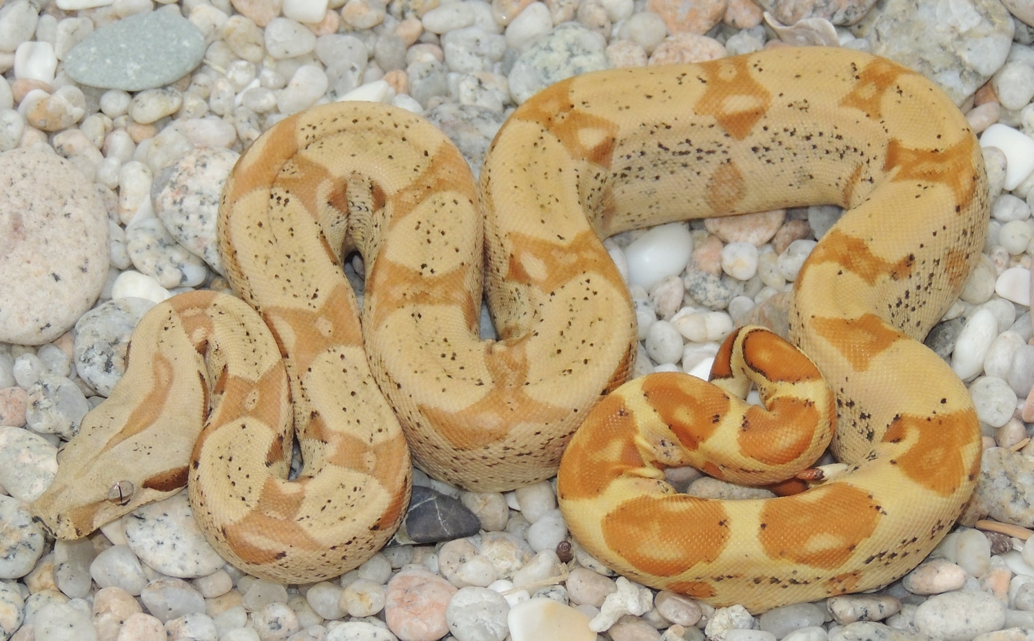 Paraglow 100% Het Anery Type 1 Boa Constrictor by Basically Boas ...