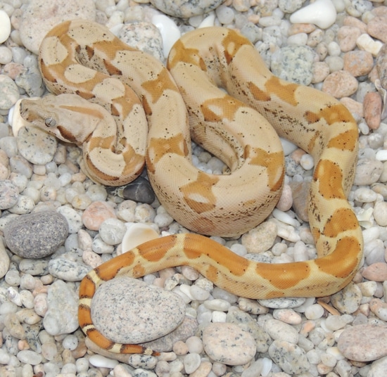 Paraglow 100% Het Anery Type 1 Boa Constrictor by Basically Boas