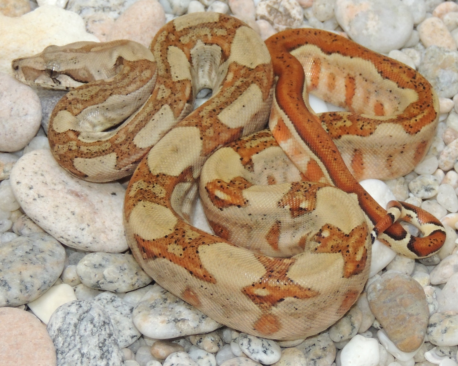 Hypo 100% Het RDR BEA 66% Possible Het Sharp Albino Boa Constrictor by ...